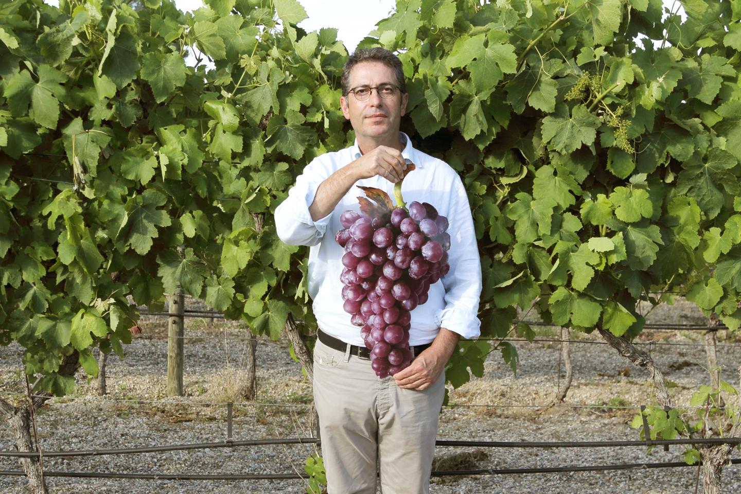 Jean-Michel Boursiquot : « Nous avons retrouvé les parents de la syrah