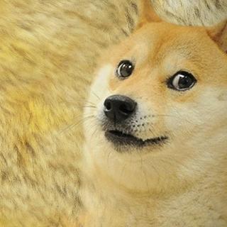 Le « mème » Internet Doge est devenu une marque