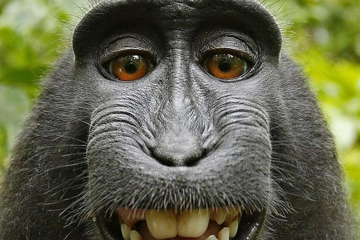 Le « selfie » d’un singe fait hurler de rire Wikipédia