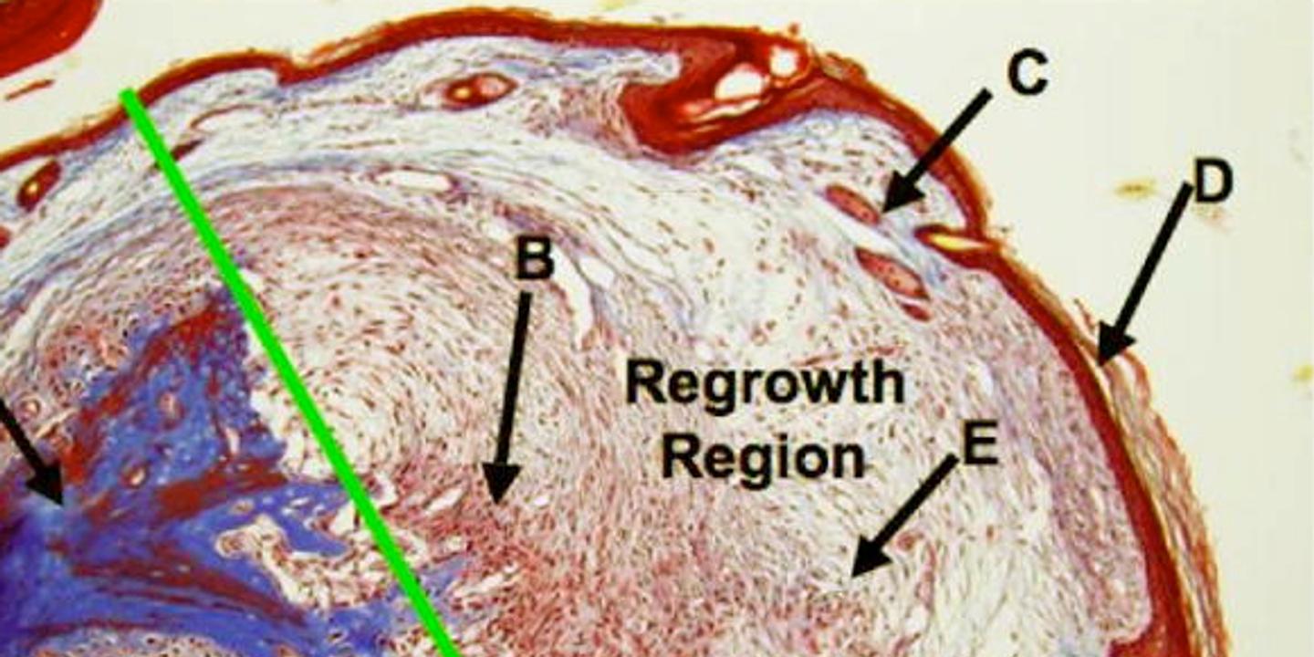Le mythe de Prométhée, entre rêve et réalité