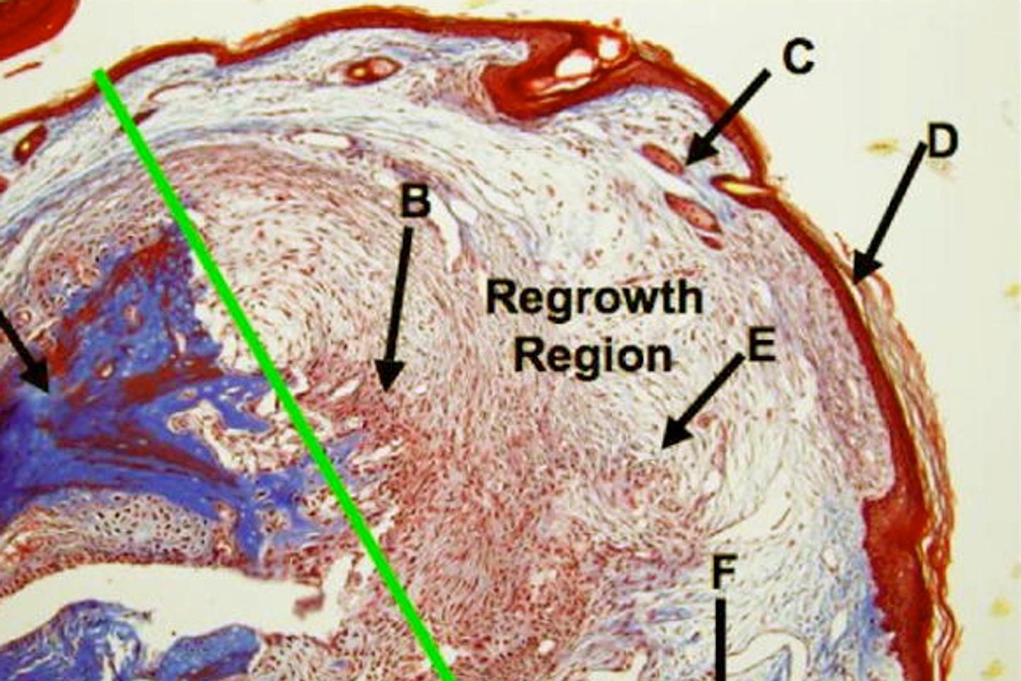 Le mythe de Prométhée, entre rêve et réalité