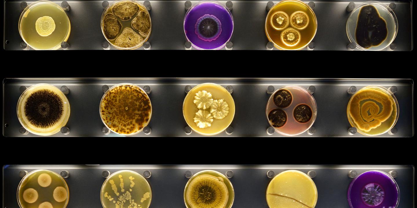 Le premier zoo à microbes ouvre à Amsterdam