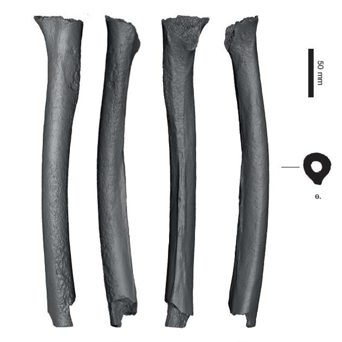 L’Homme d’Ust’-Ishim, un Sibérien vieux de 45000 ans