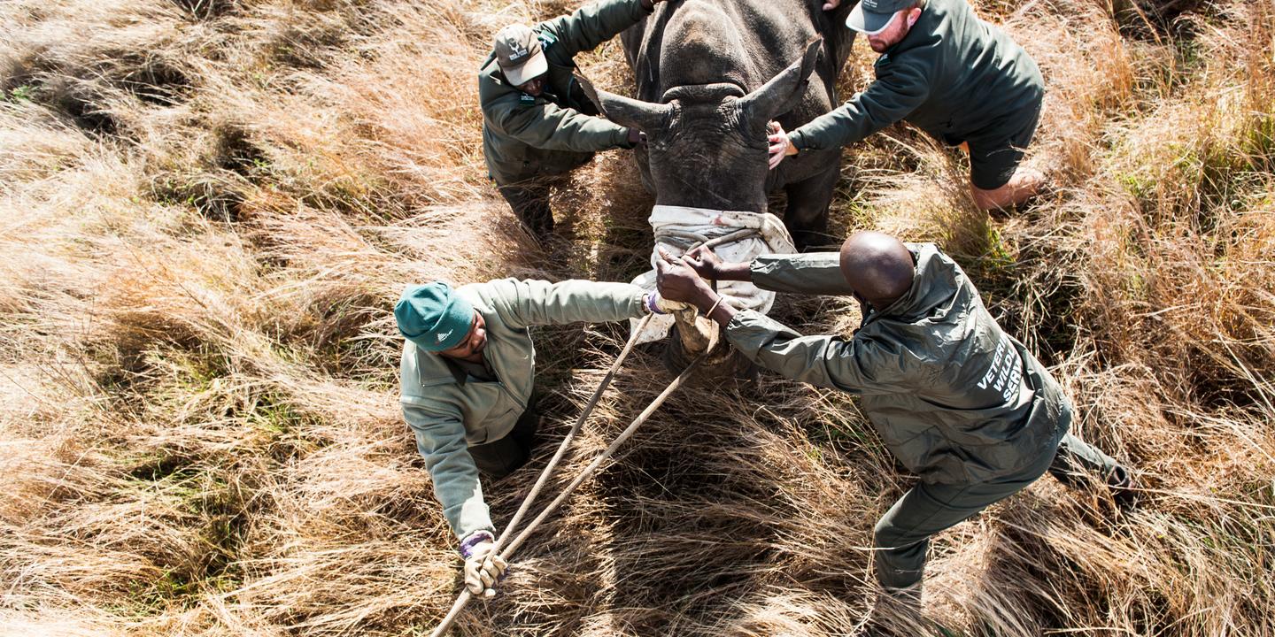 Le braconnage de rhinocéros atteint des records en Afrique du Sud