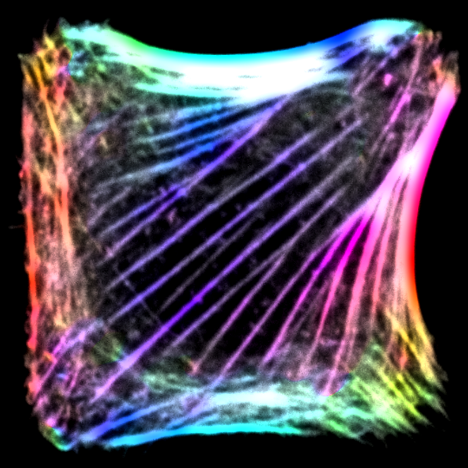 Les cellules ont le sens du contact