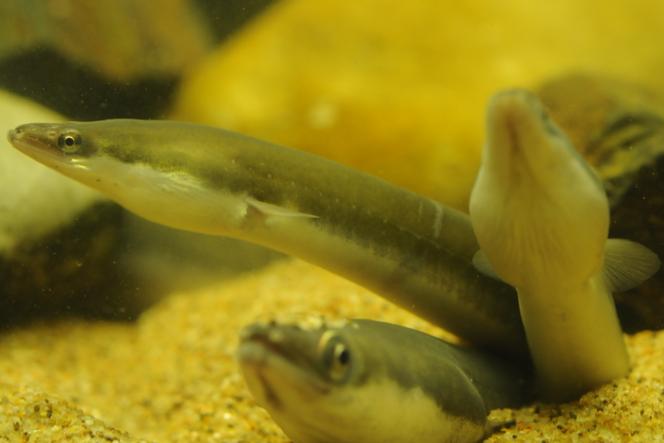 Anguille : sept mille lieues sous les mers
