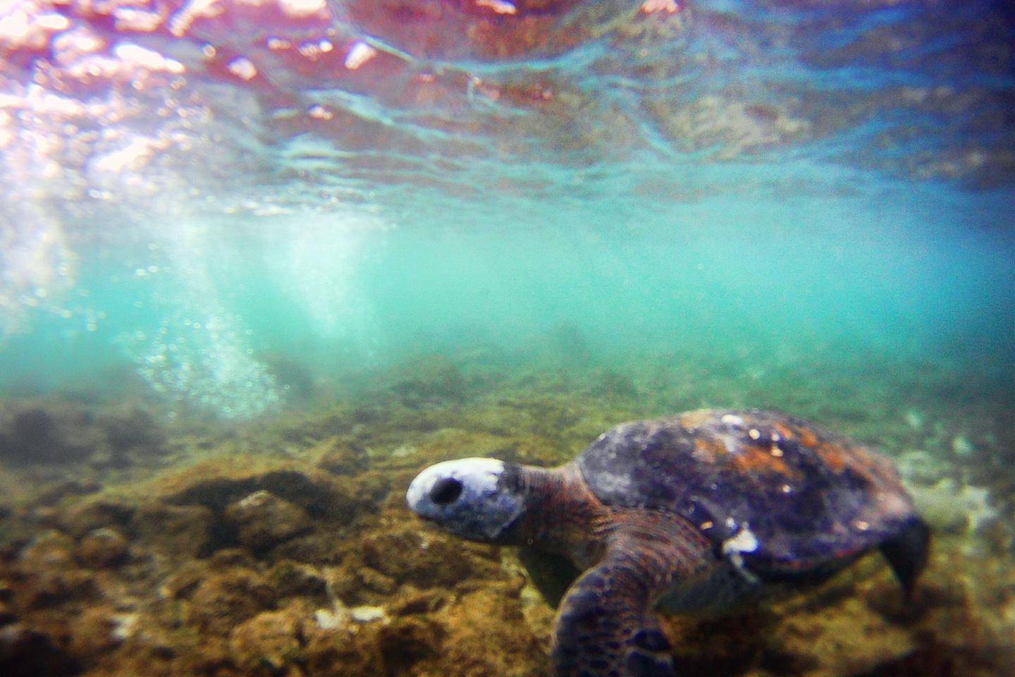 A l'ONU, un pas important pour la protection de la haute mer