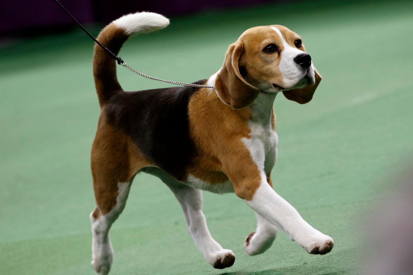Miss P, le beagle sacré « meilleur chien » au concours de Westminster