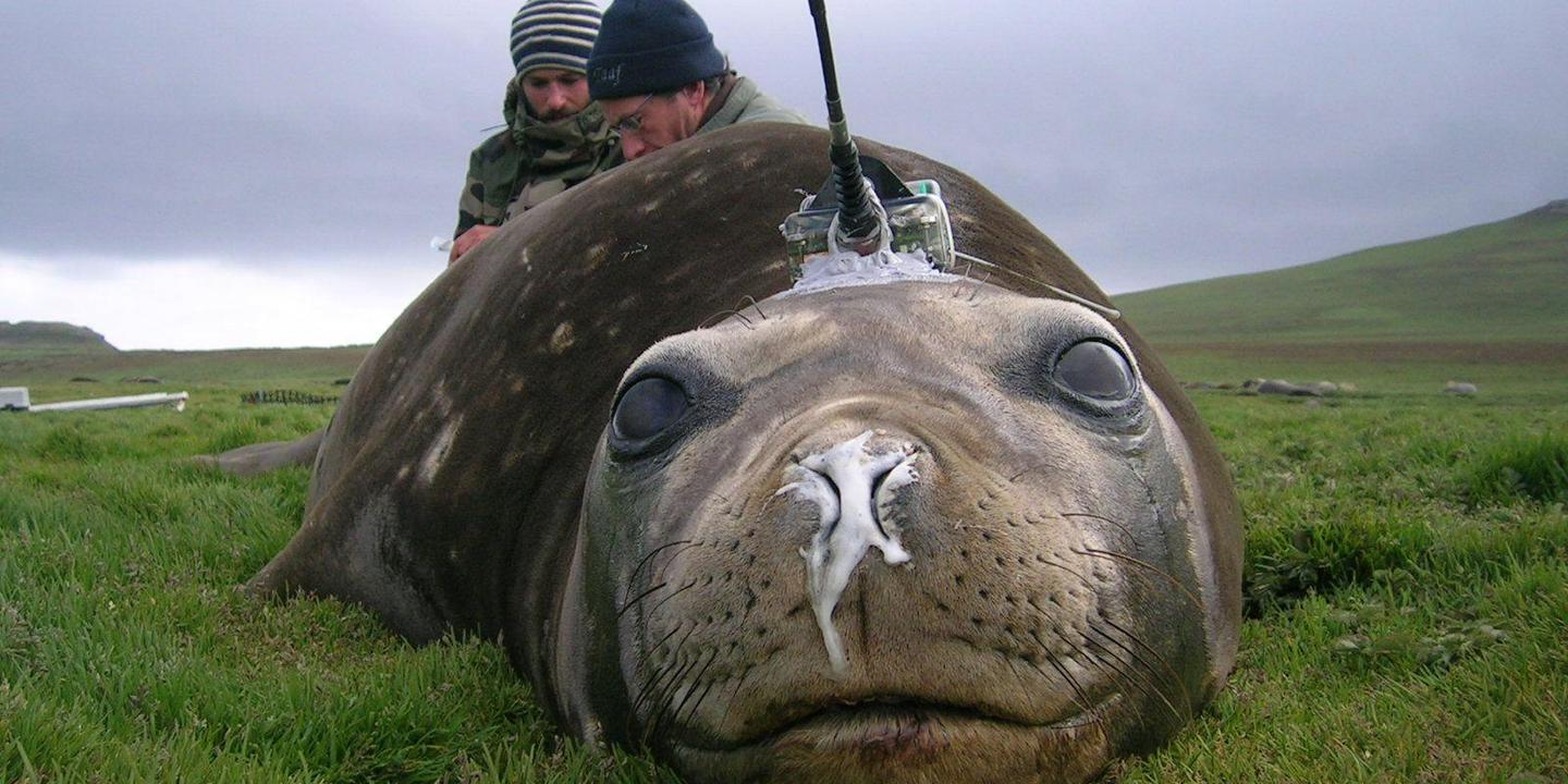 Le bio-logging, à la croisée des disciplines