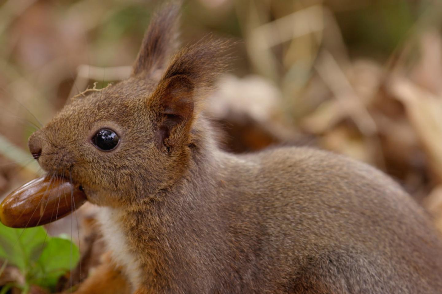 Au cœur de la faune française