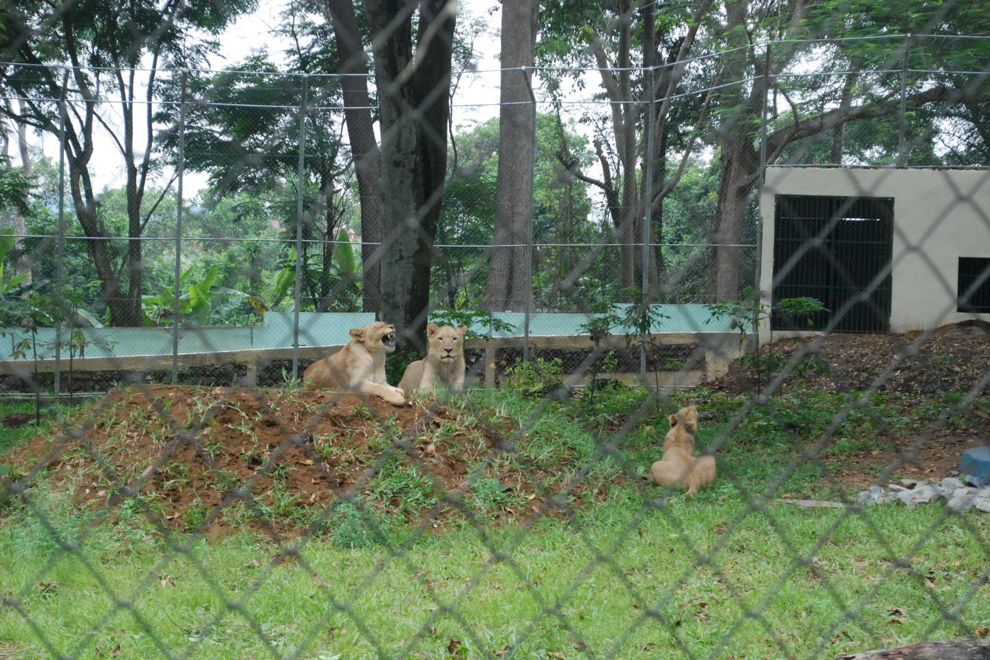 Au zoo d’Abidjan, les lions rugissent de nouveau
