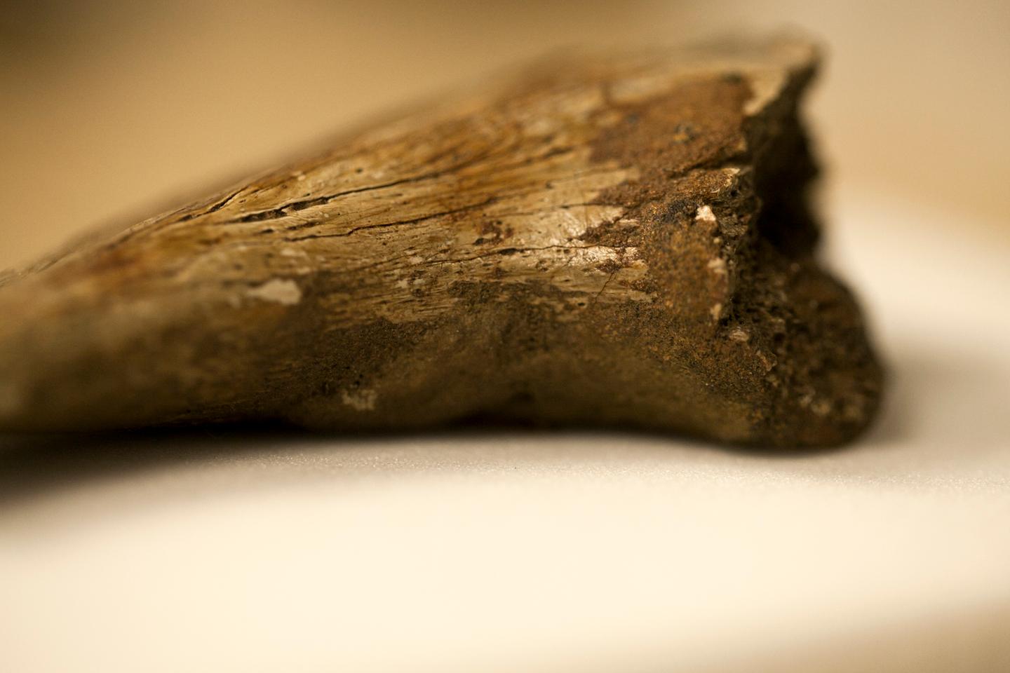 « Jurassic World » et la science, une impression de « déjà-vu