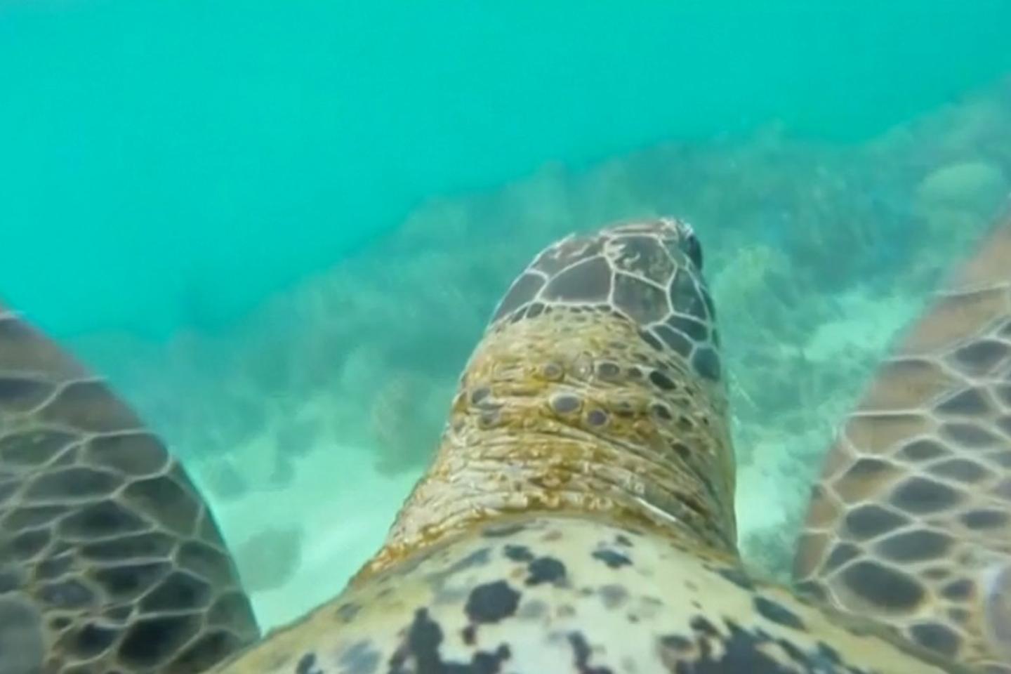 Sur Le Dos D une Tortue La D couverte De La Grande Barri re De Corail sur-le-dos-d-une-tortue-la-d-couverte-de-la-grande-barri-re-de-corail