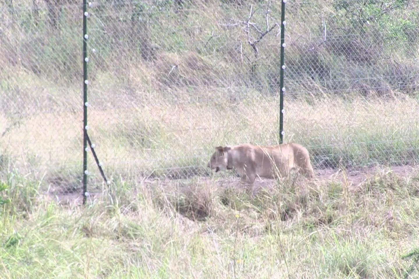 Le lion fait son grand retour au Rwanda