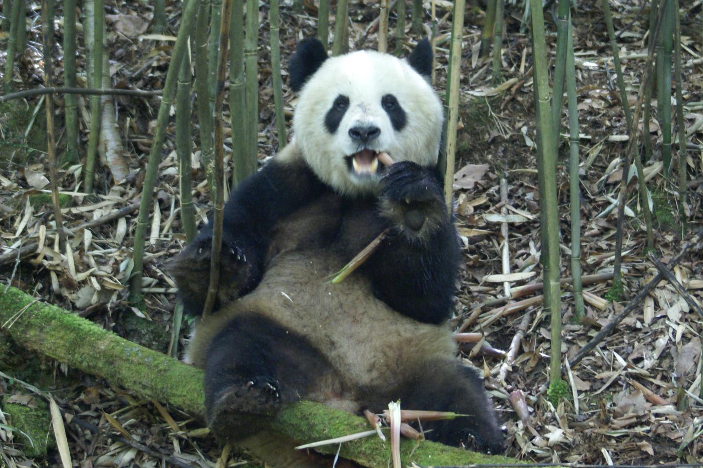Le panda géant, un paresseux en noir et blanc