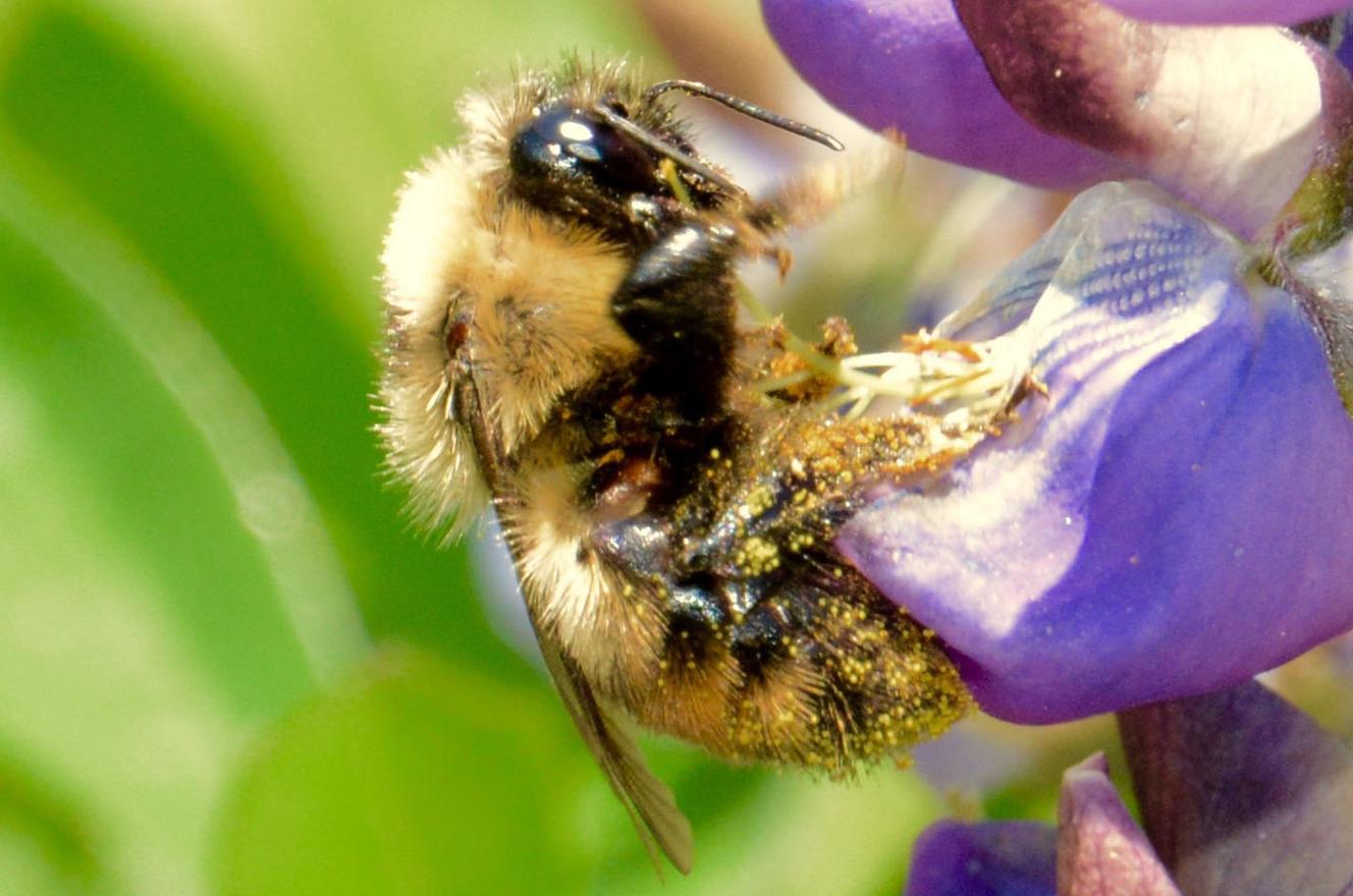 Les insectes pollinisateurs, facteur le plus déterminant des rendements ...