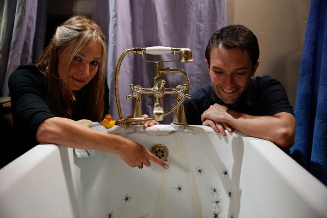 Une singulière « fée du logis » à huit pattes