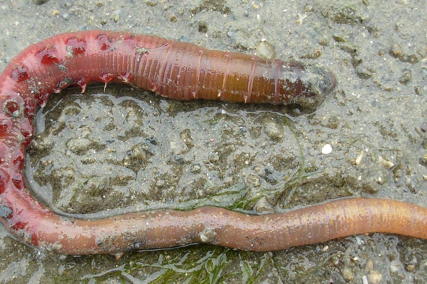 Un ver marin donneur de sang universel