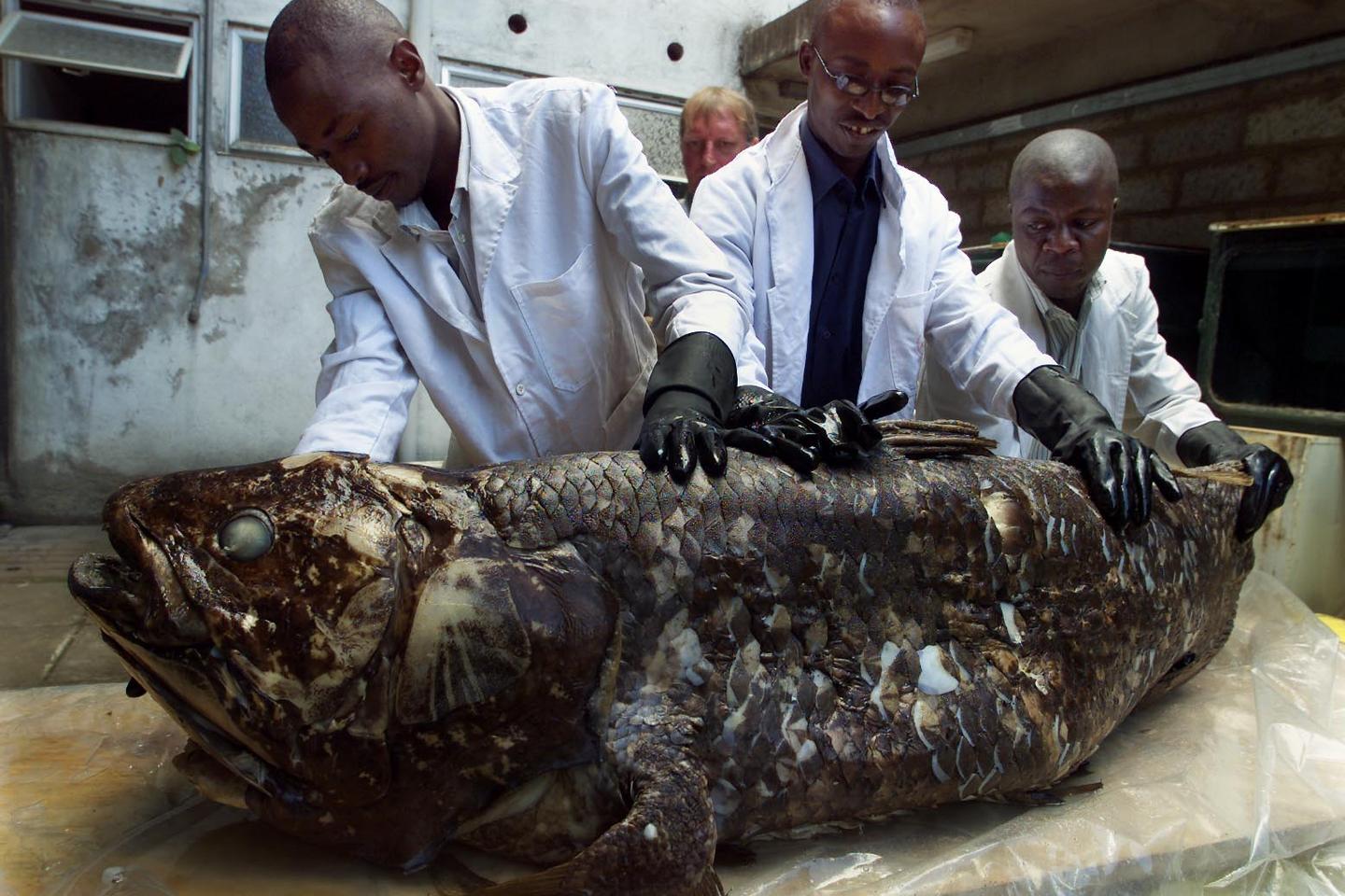 Le poumon caché du cœlacanthe, poisson des abysses