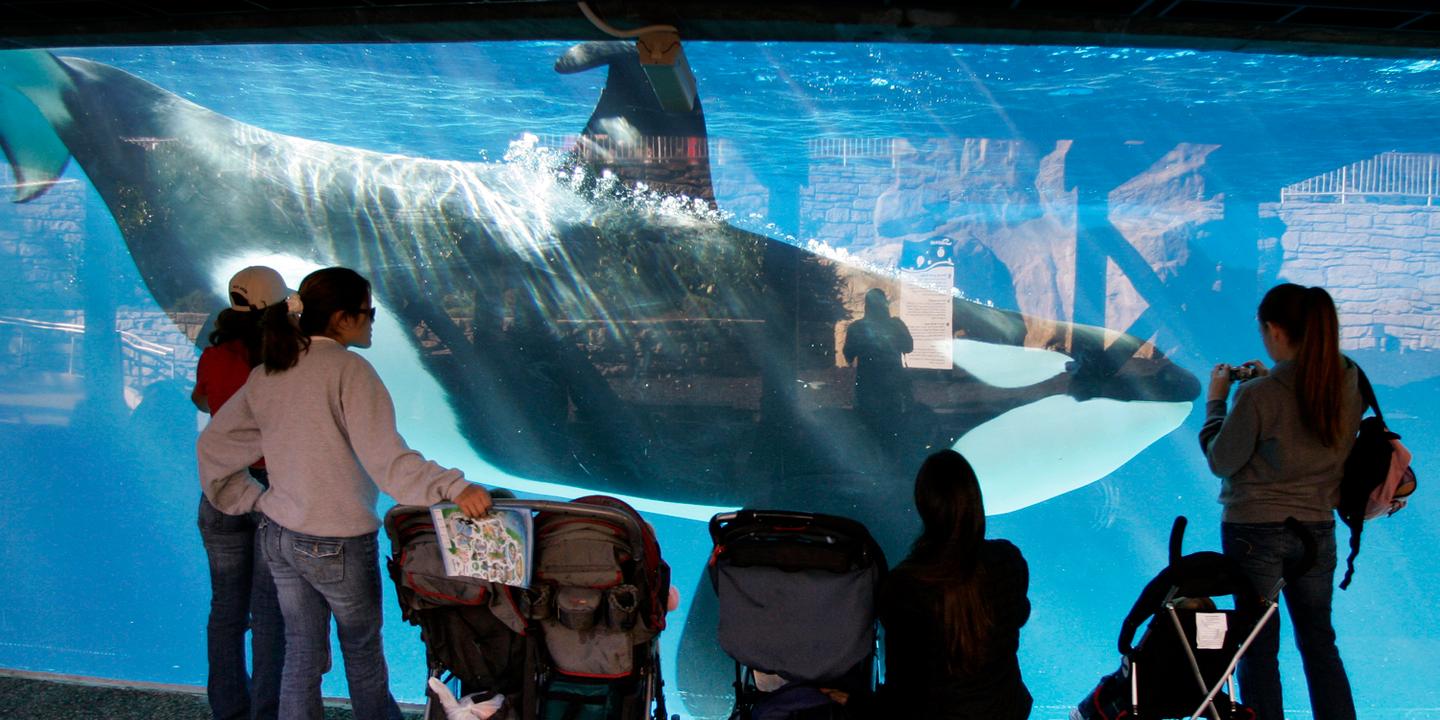 Spectacles d’orques : comment Seaworld essaie de noyer le poisson