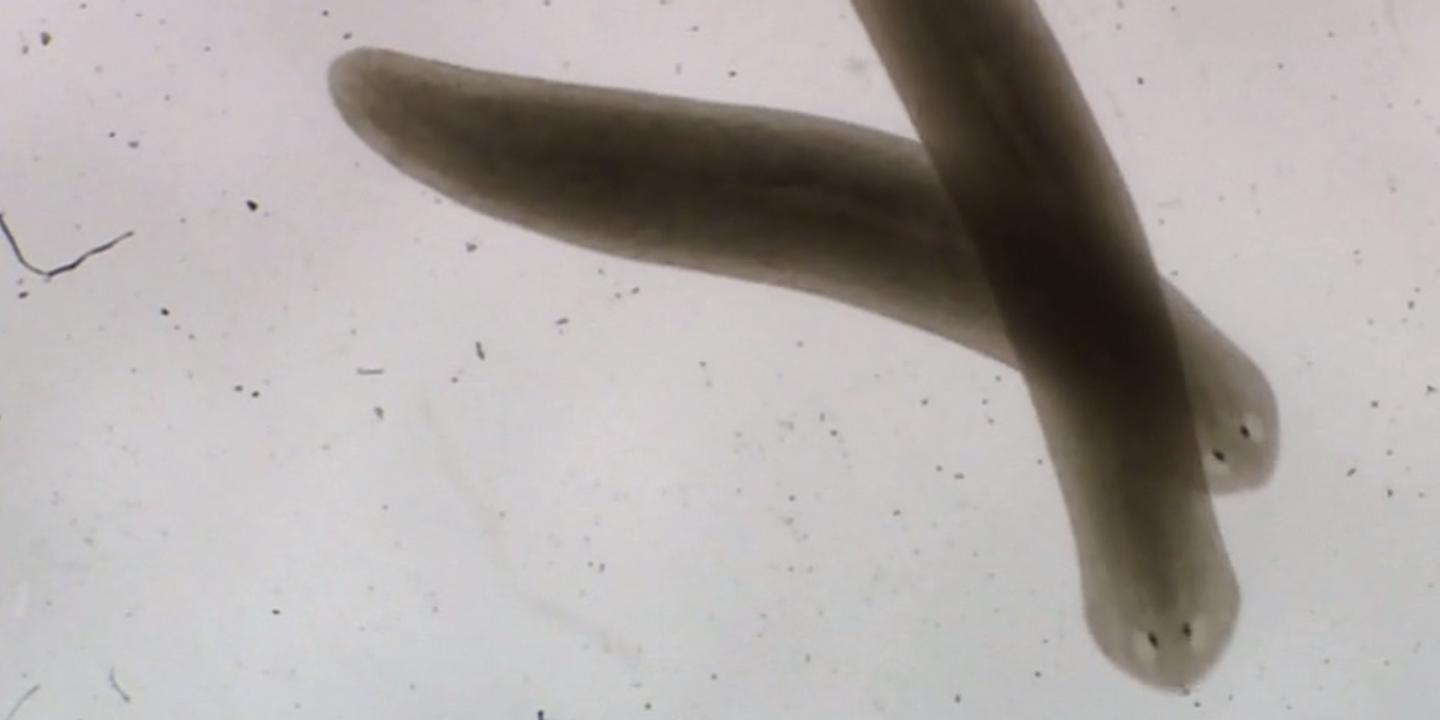 S’inspirer d’un ver immortel pour combattre les infections