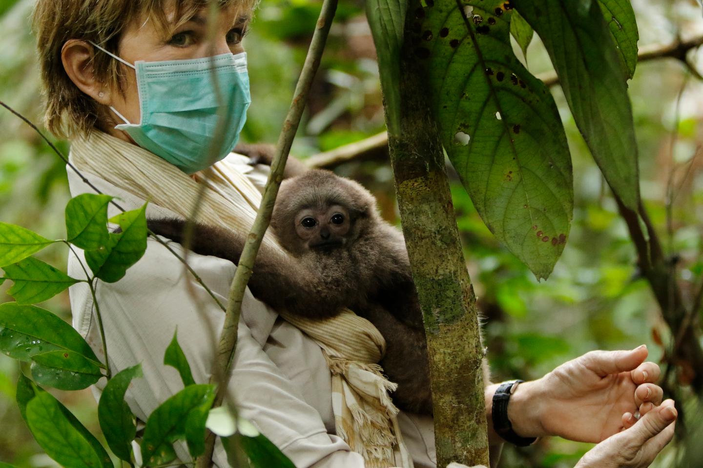 Immersion chez les gibbons