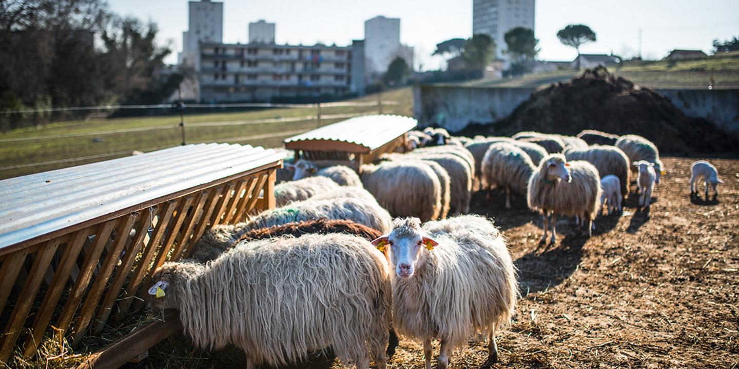 Une ferme bio dans les quartiers nord de Marseille