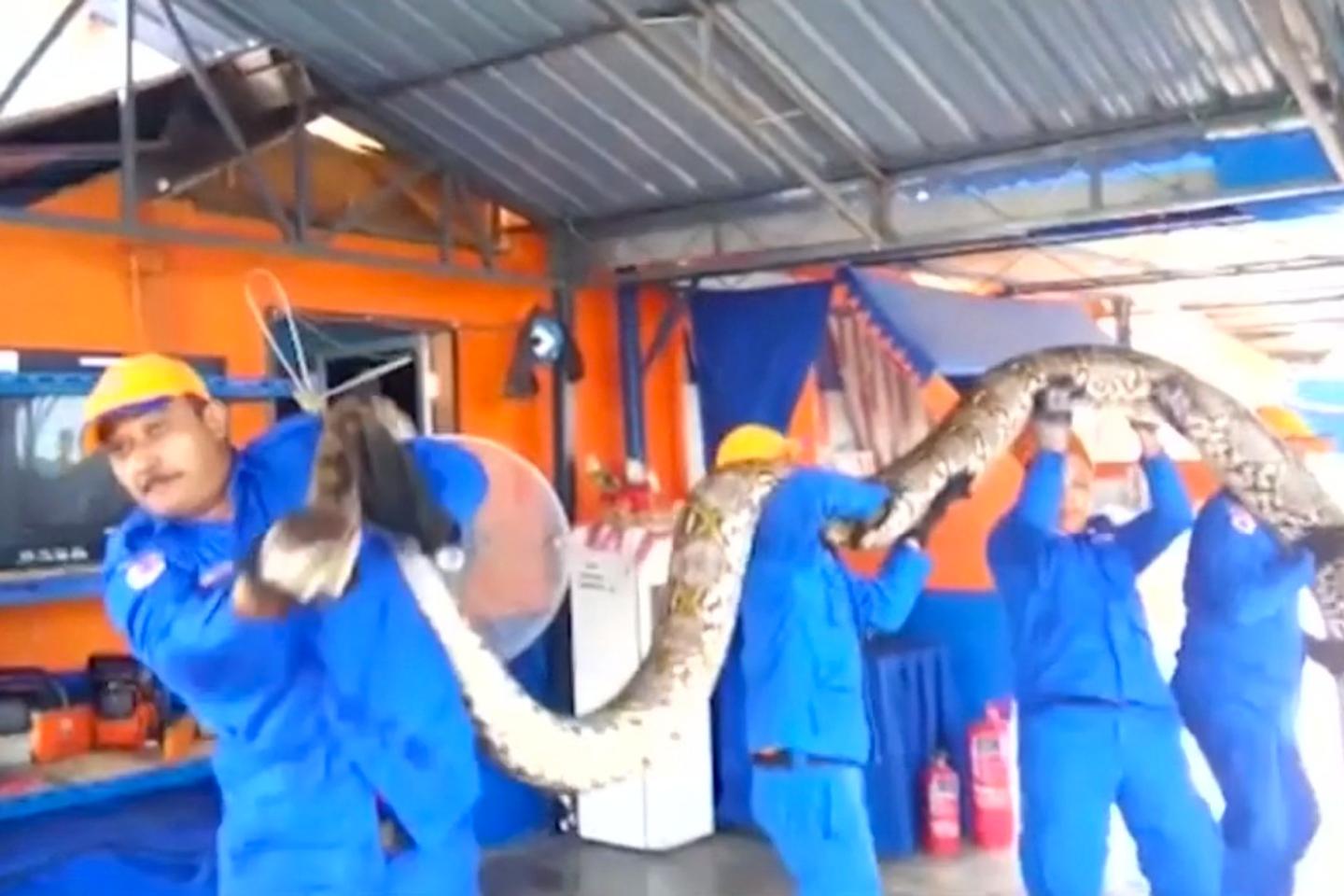 Le plus grand serpent du monde découvert en Malaisie