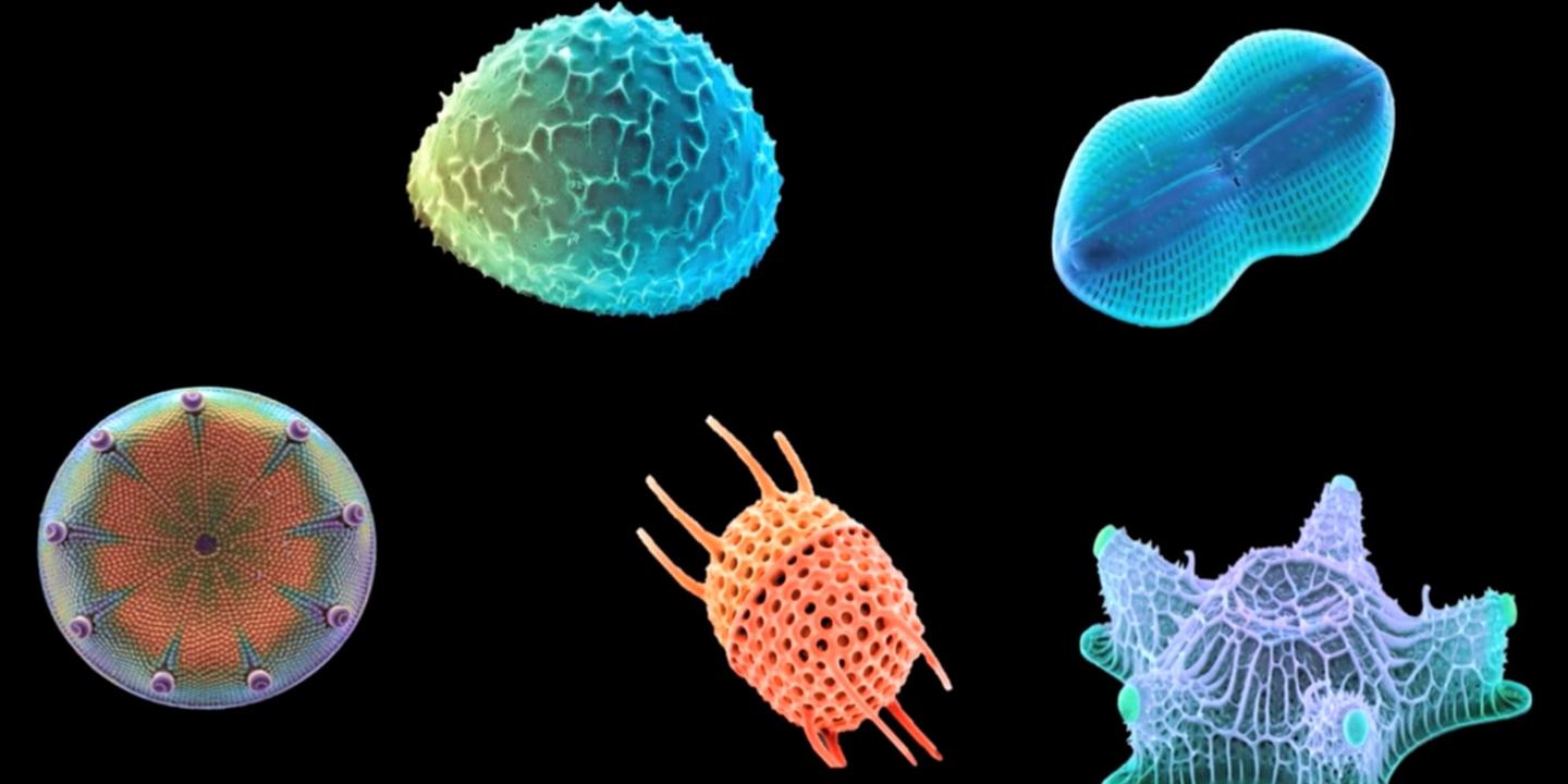 La recette étonnante des microalgues pour faire du verre