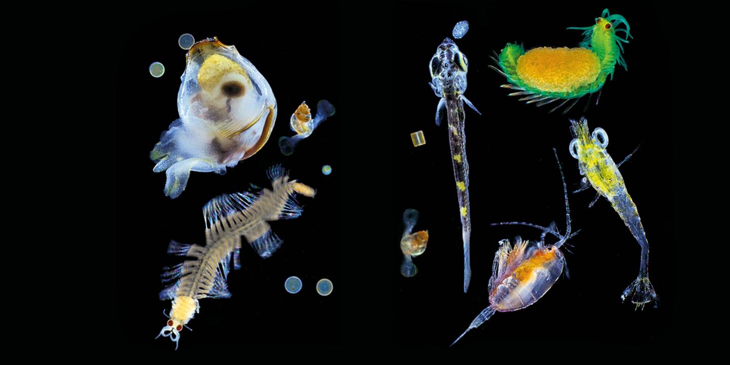 Le plancton, source de vie en danger