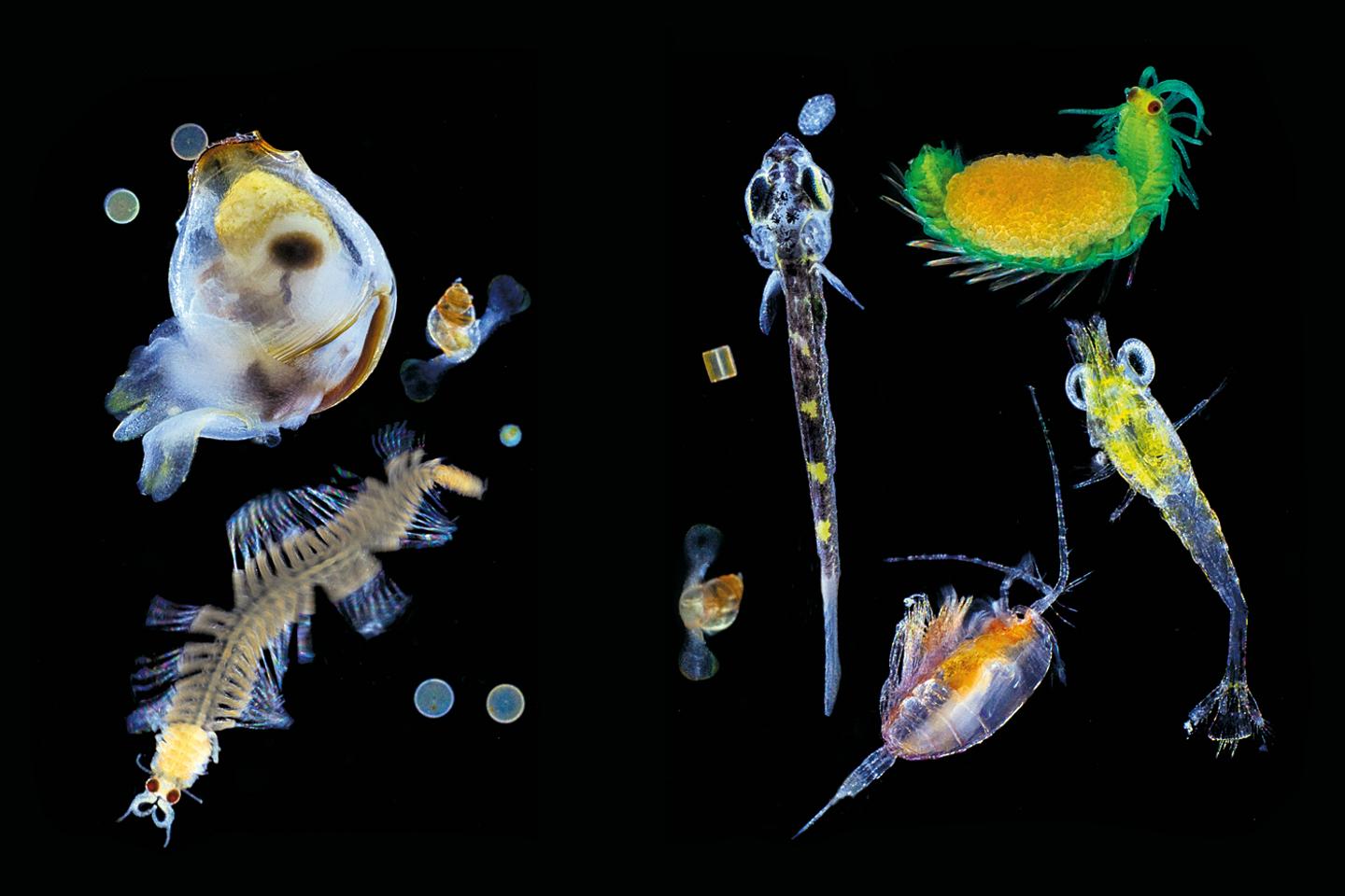 Le peuple du plancton