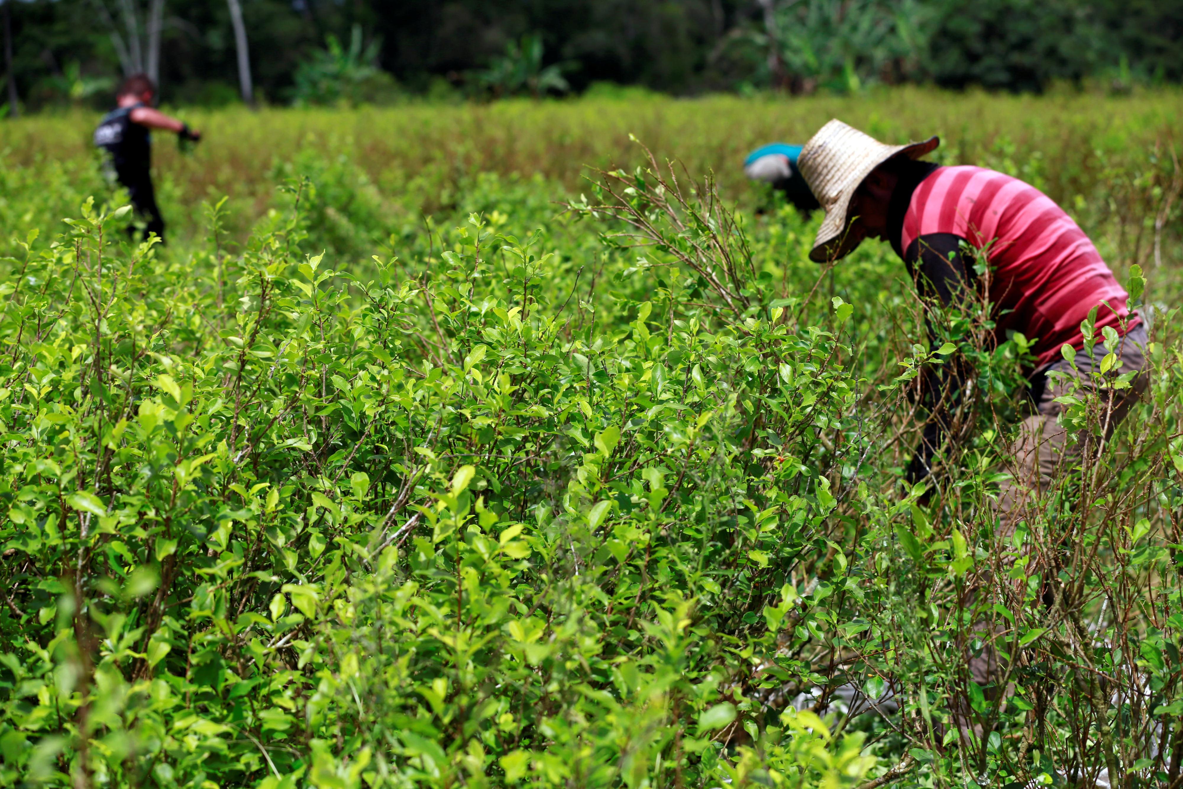 Les plantations de coca continuent de proliférer en Colombie