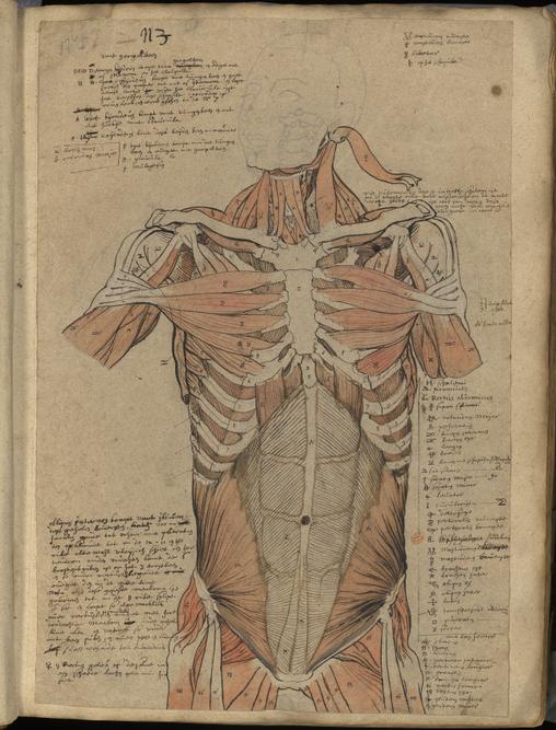 Anatomie: une série exceptionnelle de planches du XVIIe siècle