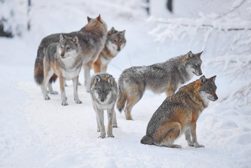 « Le loup remet en question notre modèle de souveraineté humaine