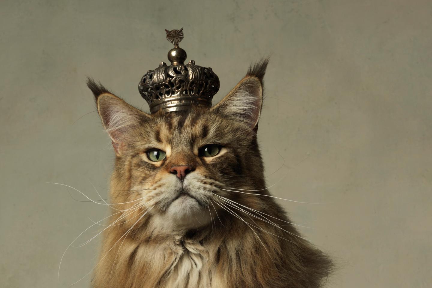 Mon chat, mon tout, mon roi