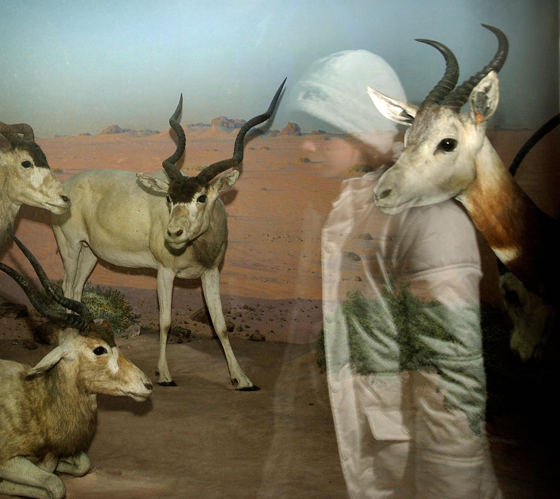 Humains et animaux, à la vie à la mort