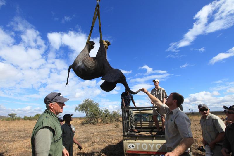 Le braconnage d’éléphants en baisse en Afrique, mais encore trop important