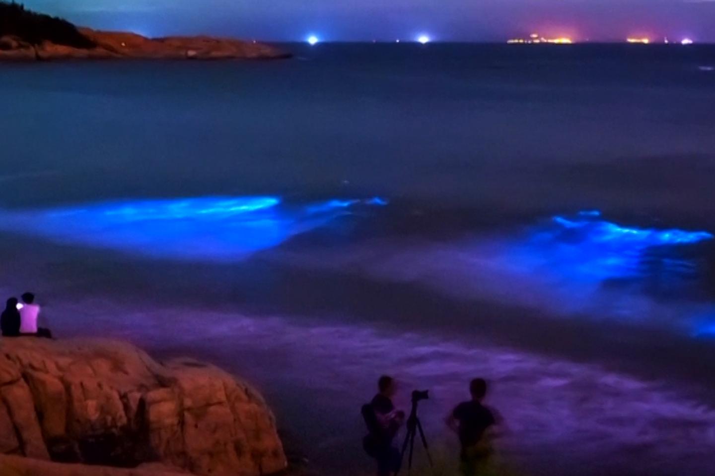 Chine : quand la mer devient fluorescente
