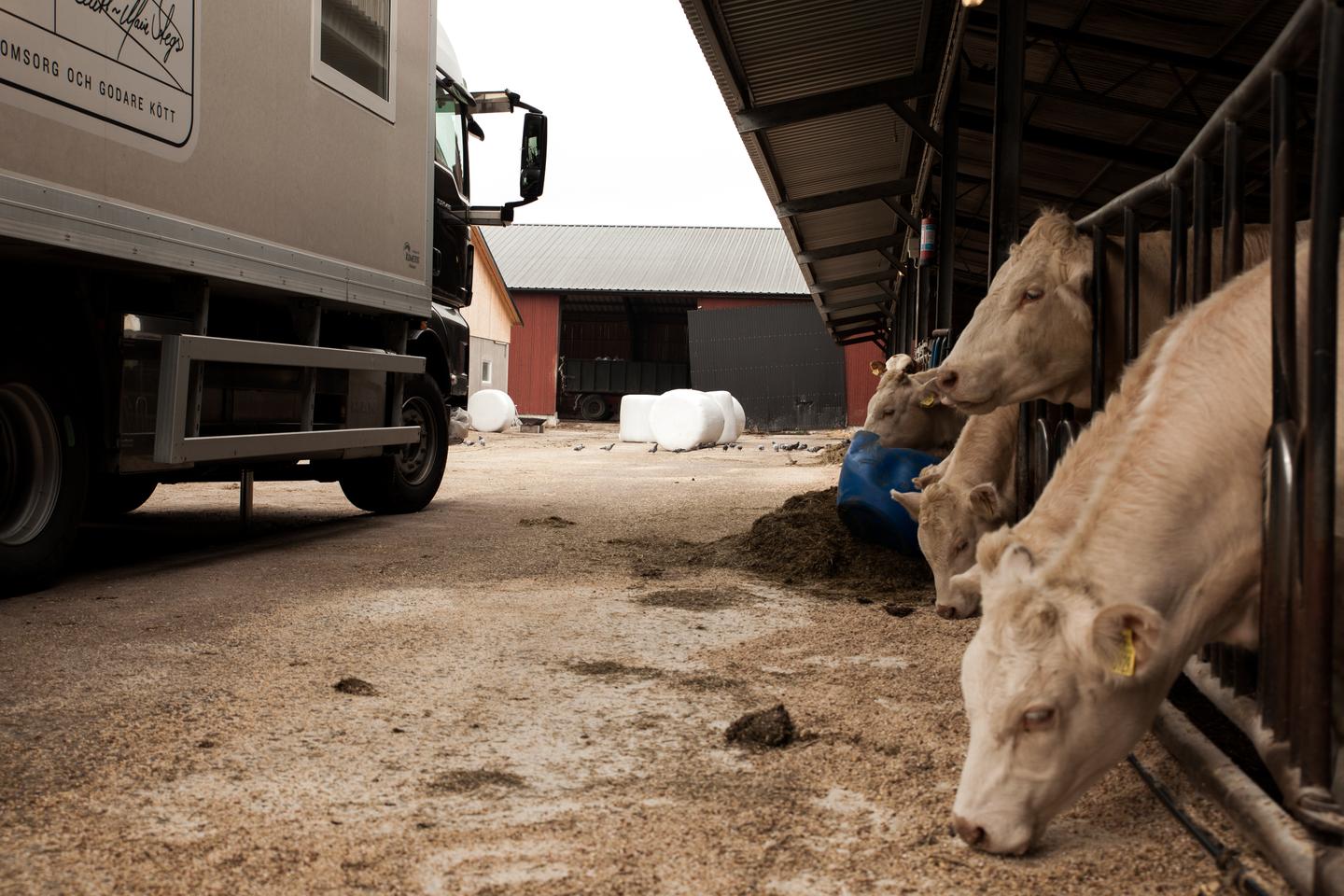 En Suède, un abattoir mobile se déplace de ferme en ferme