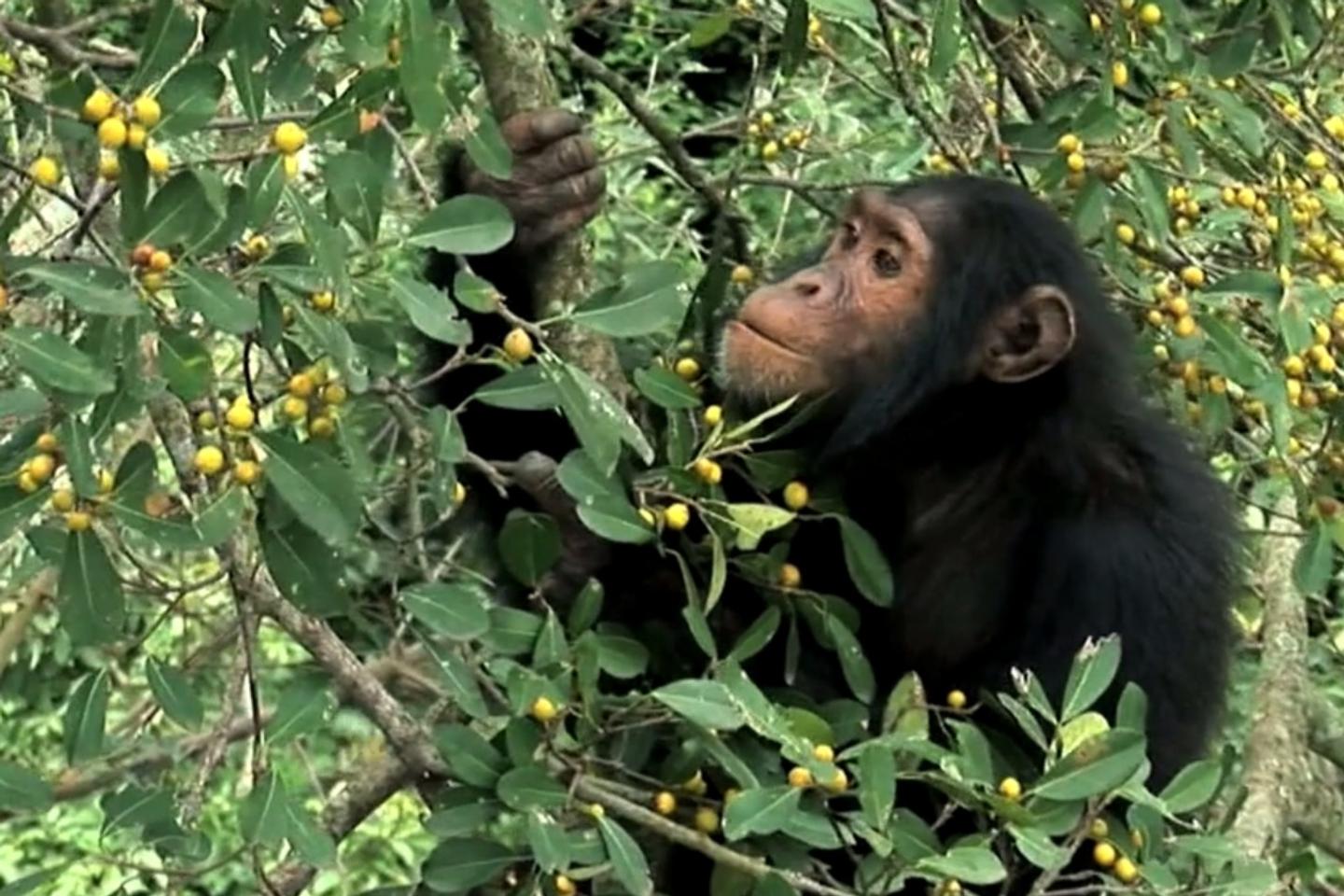 S’inspirer de l’automédication des singes