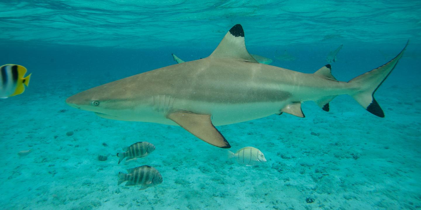 Plaidoyer en faveur de trois espèces de squales