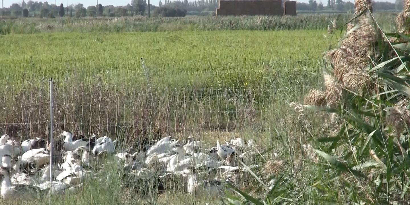 Culture du riz biologique : en Camargue, des rizières désherbées par ...