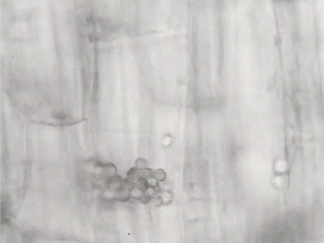 Les plantes sont de bons géomètres