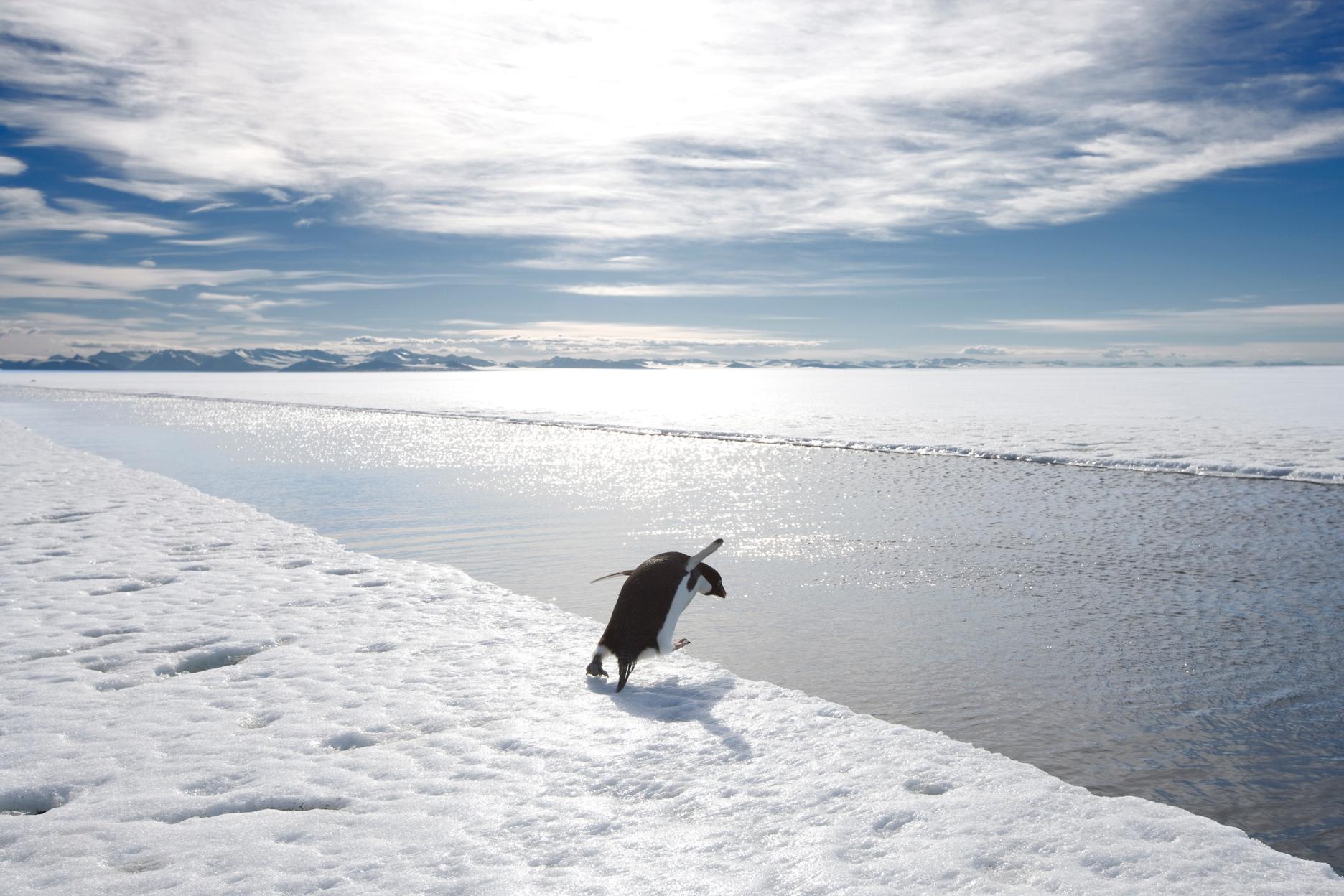 La mer de Ross, dernière zone sauvage intacte de la Terre