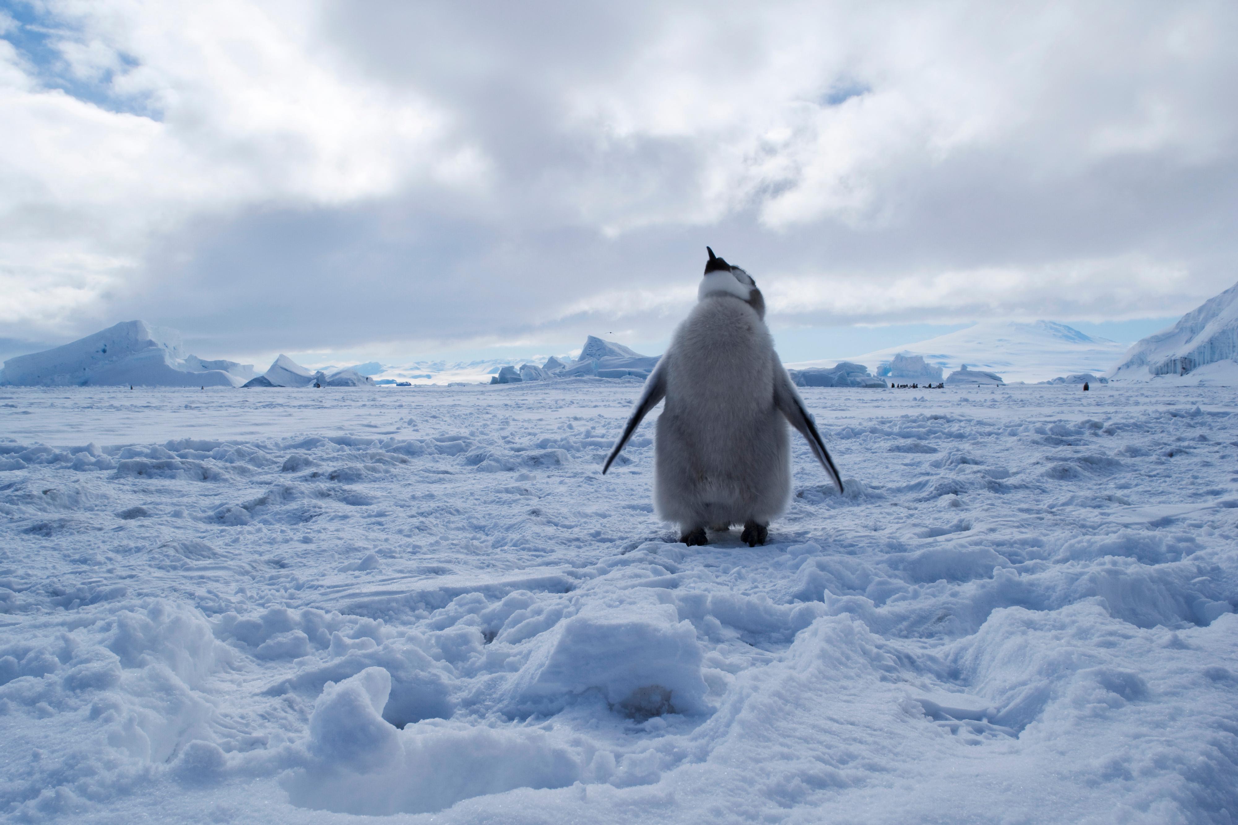 La mer de Ross, dernière zone sauvage intacte de la Terre