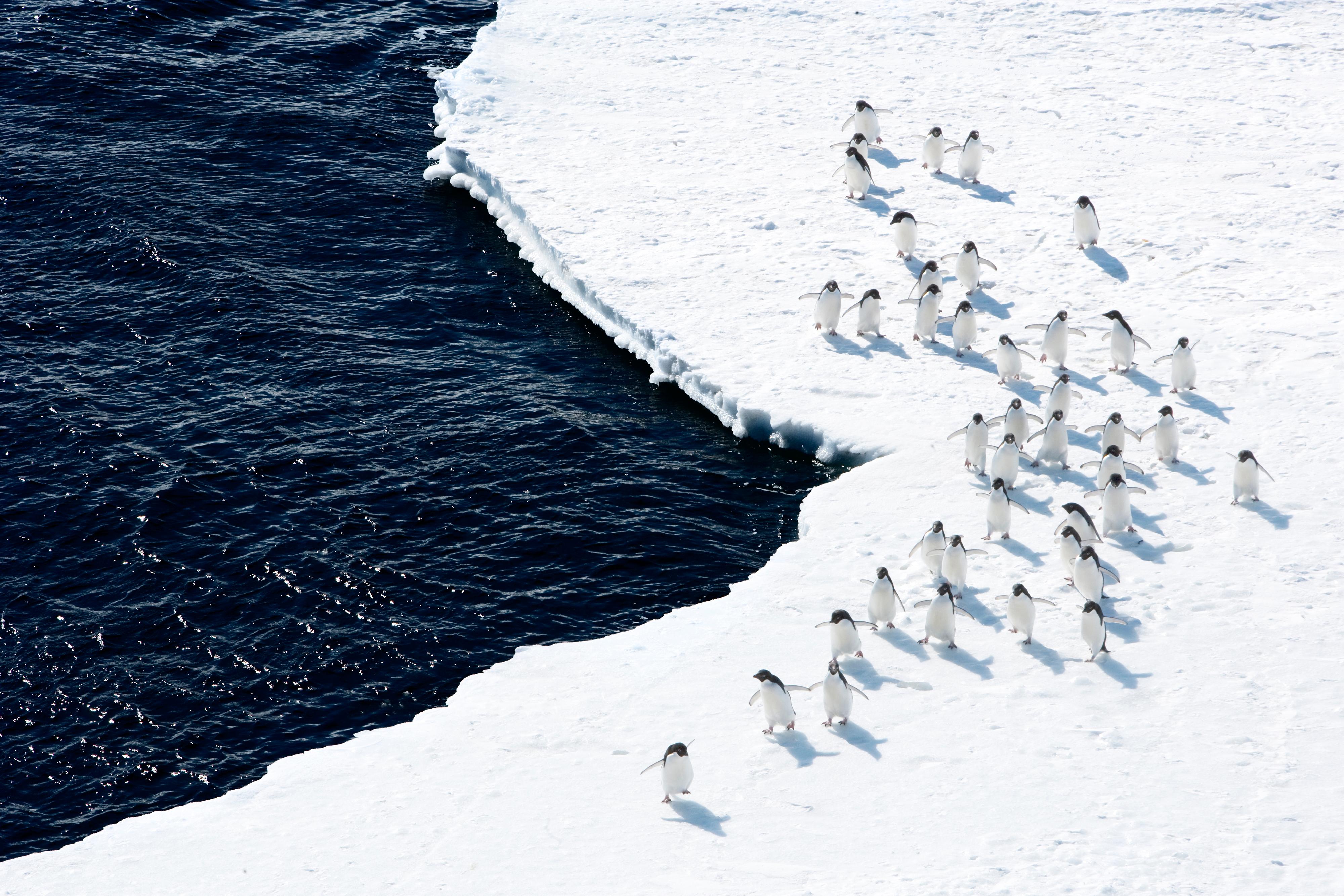 La mer de Ross, dernière zone sauvage intacte de la Terre