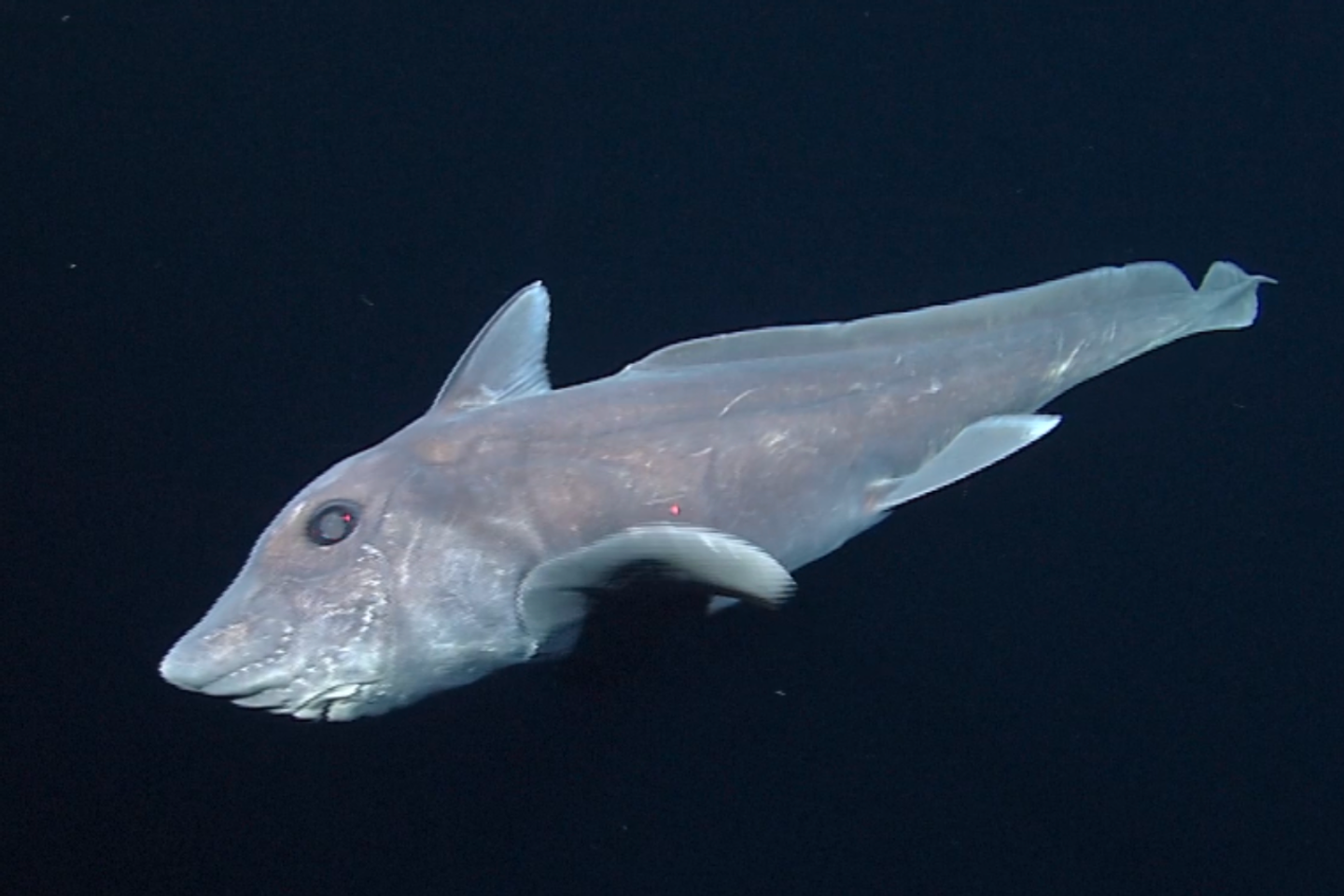Les premières images d’un requin fantôme dans son milieu naturel