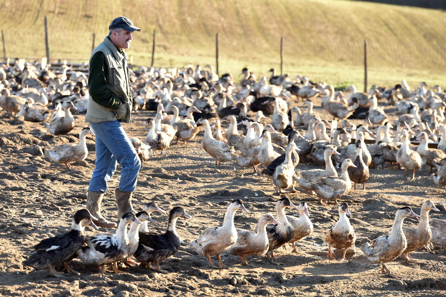 Les éleveurs de canards s’interrogent sur l’organisation de leur filière