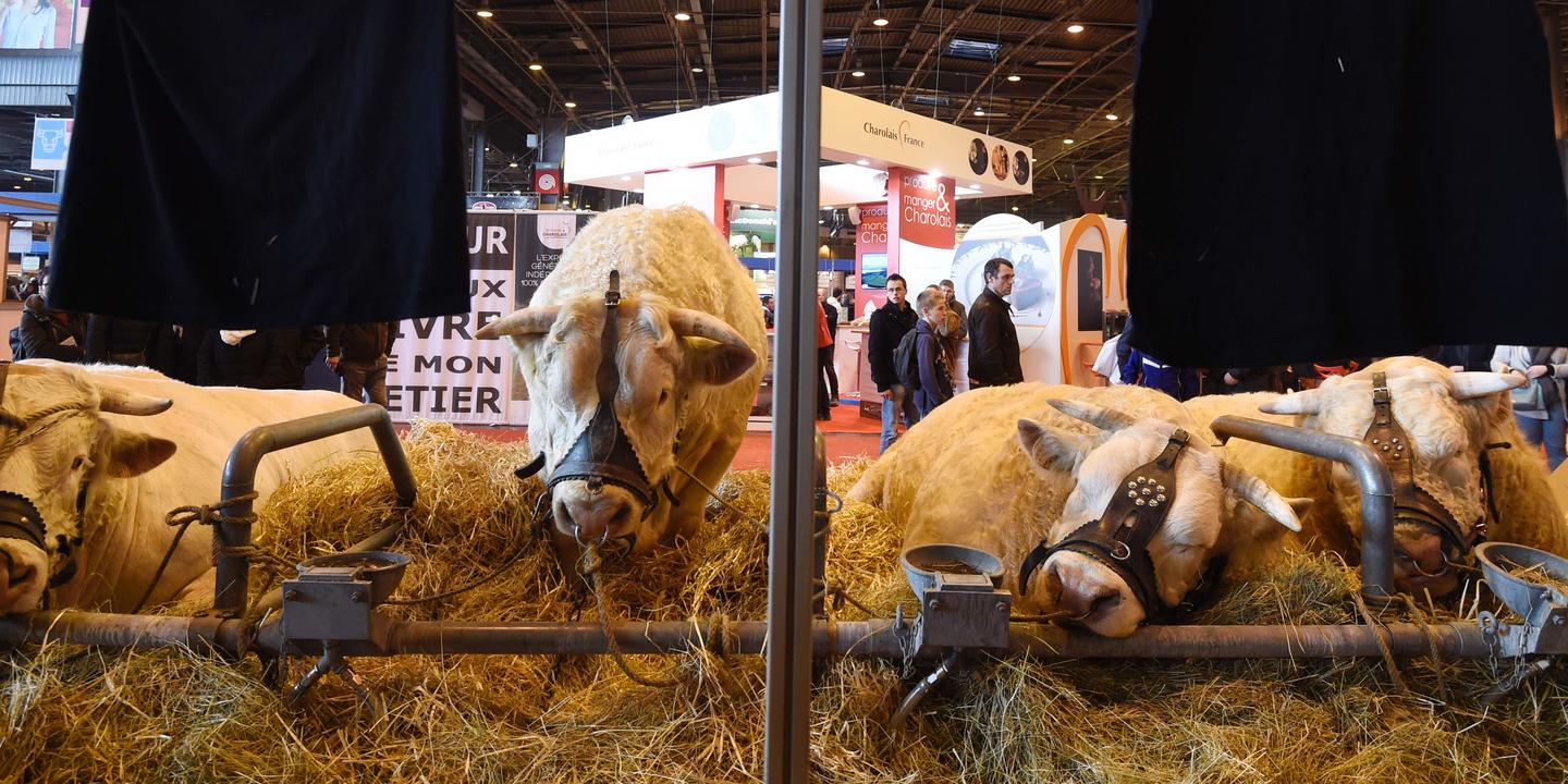 Au Salon de l’agriculture, la ferme France fait son show dans la morosité