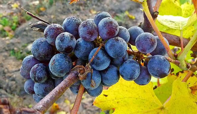 Henry Marionnet, le vigneron rebelle de Touraine
